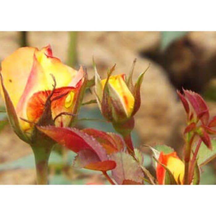 Tanaman Bunga Mawar Api / lidah api | Lazada Indonesia