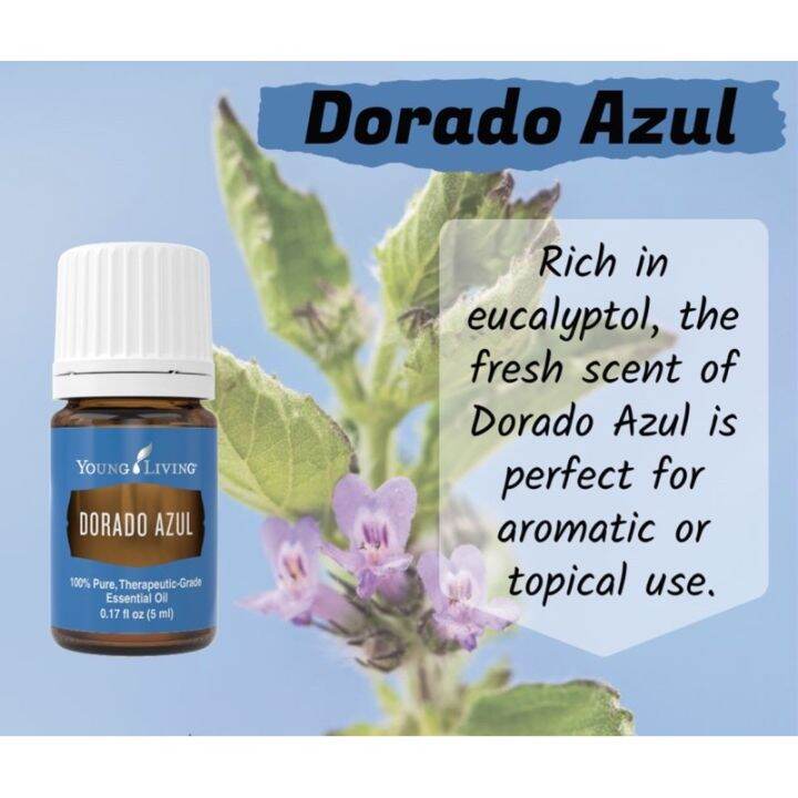 Young-Livings Dorado Azul essential oil 5ml | Lazada