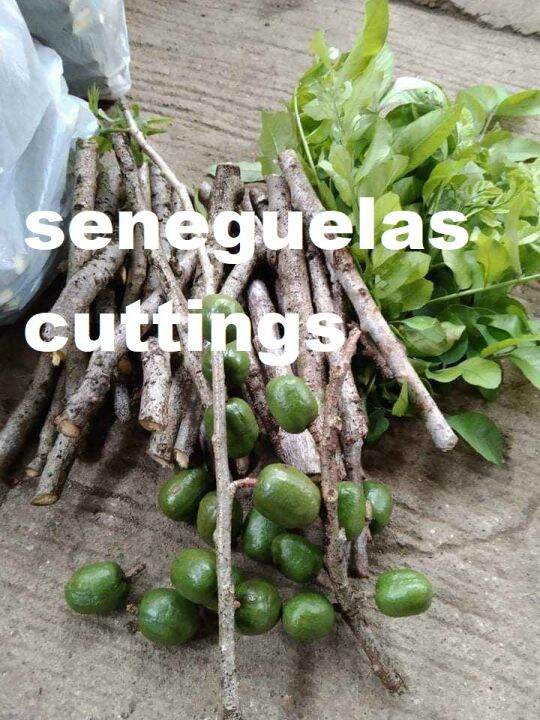 seneguelas cuttings | Lazada PH
