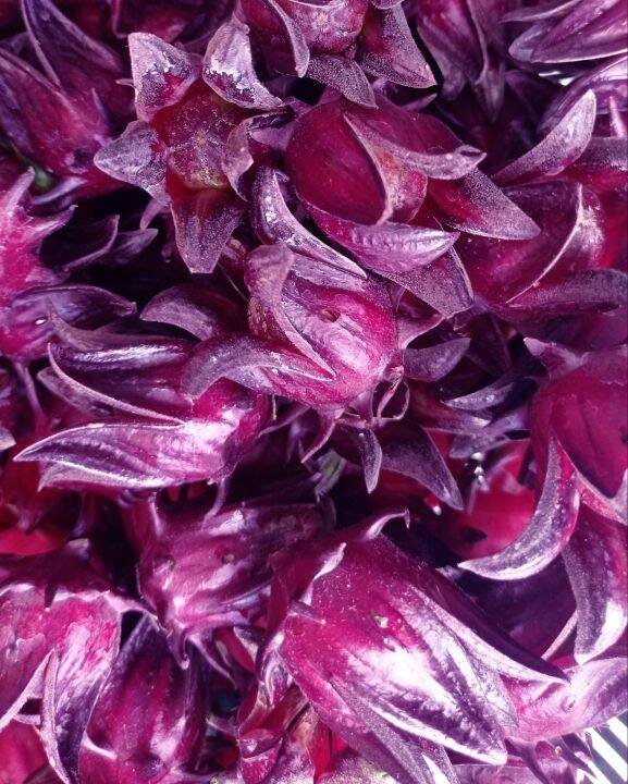 ROSELLA UNGU SEGAR 1KG LANGSUNG PETIK DARI KEBUN | Lazada Indonesia