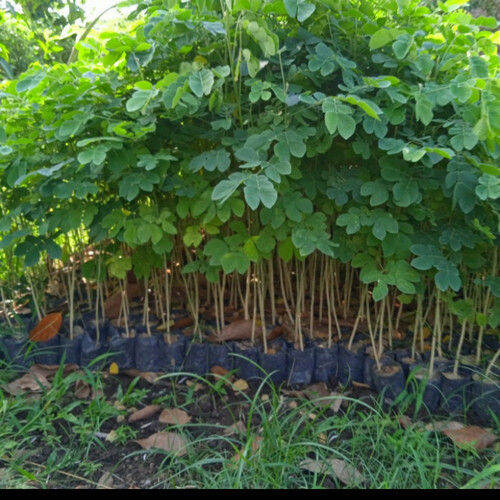 bibit pohon trembesi / kihujan / pohon trembesi | Lazada Indonesia