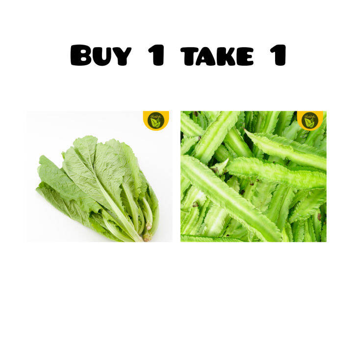 Binhi pantanim Buy 1 Take 1 (100 seeds mustasa 10 seeds winged beans ...