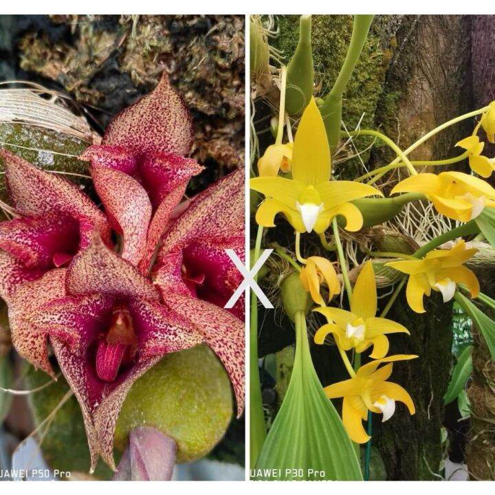 Plant Lover's hybrid - Bulbophyllum Kirby Star (macrobulbum x ...