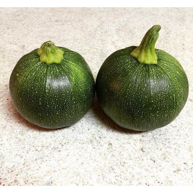 round zucchini gourd squash vegetable seeds yellow green | Lazada PH