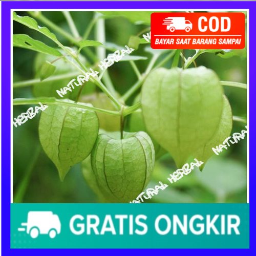 BISA COD BAYAR DITEMPAT BIBIT CIPLUKAN CECENET CECENDET SEGAR OBAT ...