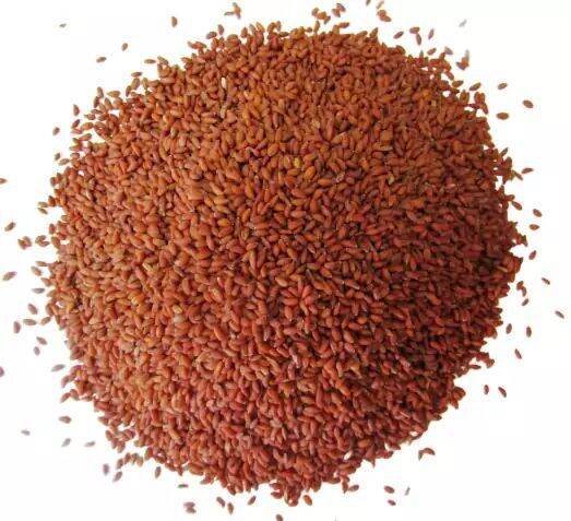 Garden pepper Cress seed (Lepidium sativum) saliya Saliyal Arisi biji ...