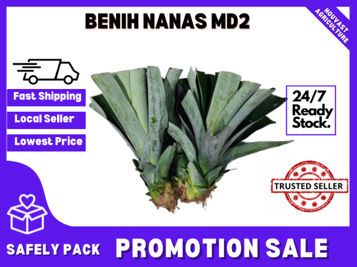 Sulur MD2 | Anak Benih MD2 | MD2 Sucker | Nenas MD2 | Pokok Nenas ...