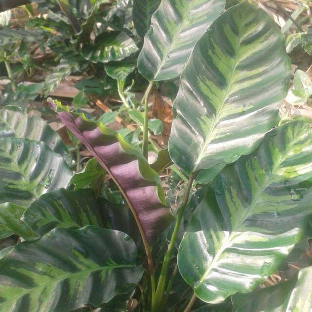 Tanaman hias calathea bulu ayam/pohon calathea | Lazada Indonesia