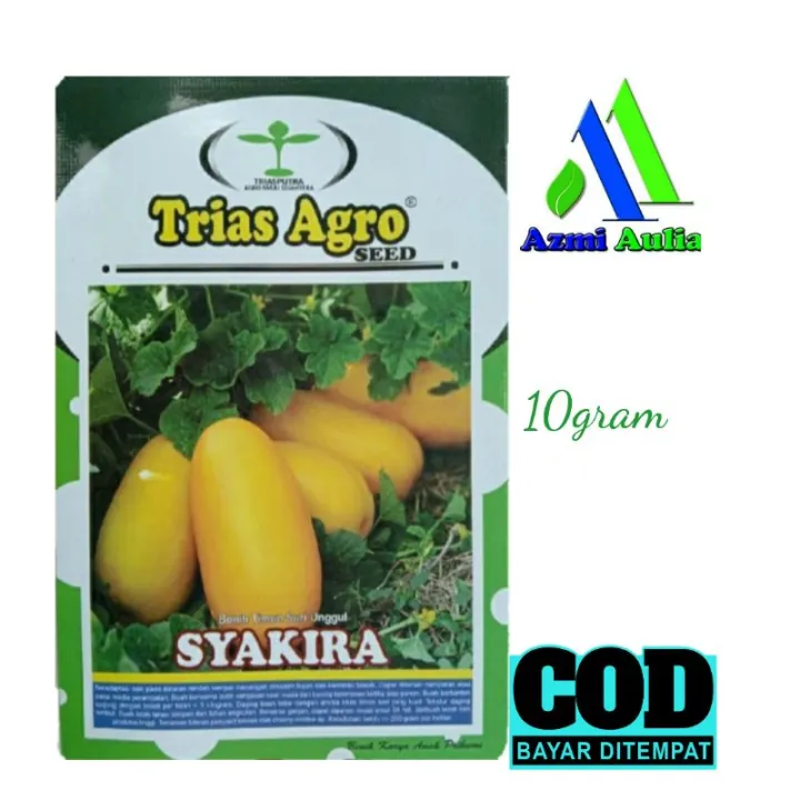 Benih Timun Suri SYAKIRA Isi Sekitar 600 Biji Bibit Timun Suri Unggul ... Benih Timun Suri SYAKIRA Isi Sekitar 600 Biji Bibit Timun Suri Unggul ...
