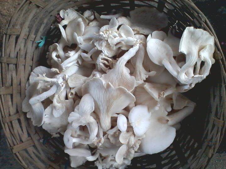 Tumbuhan Jamur Tiram Putih Baglog Jamur Tiram Cokelat Siap Panen ...