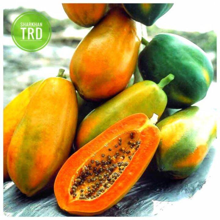 1 Biji/Seeds RED LADY 786 Biji Benih Betik F1 Hybrid Papaya Seeds Known You Seed Taiwan Ready ...