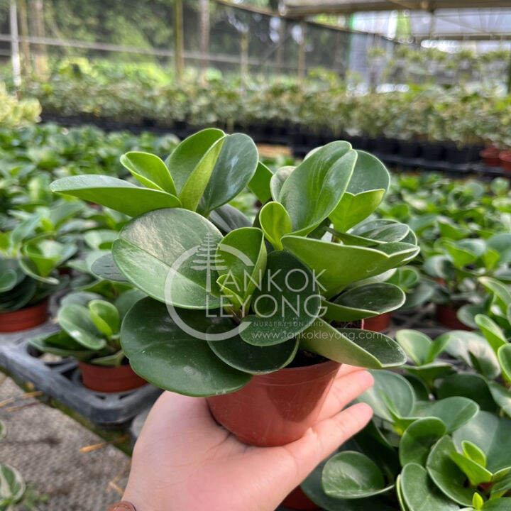 TKL - Peperomia Caperata Burgundy/Emerald/Green/Obtusifolia Variegated ...
