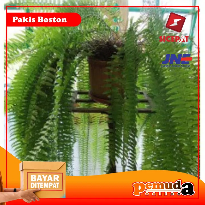 Tanaman hias pakis boston fern / tanaman pot gantung pakis boston ...