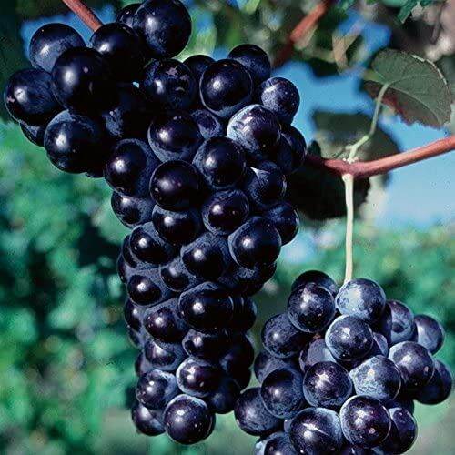 Concord Seedless Grape is Grown for Its Medium-Size Clusters of Round ...