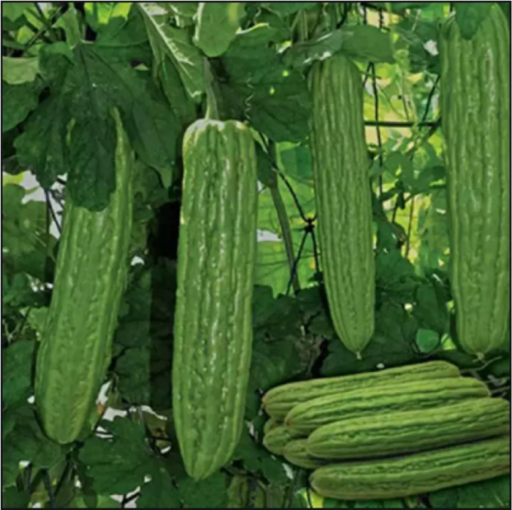 PARE BESAR 1 biji bibit seed seeds Benih Pare Hibrida F1 Sayuran Pahit ...