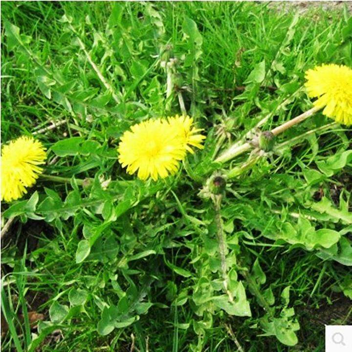 Dandelion Seeds(It's a seed, not a plant!) | Lazada PH