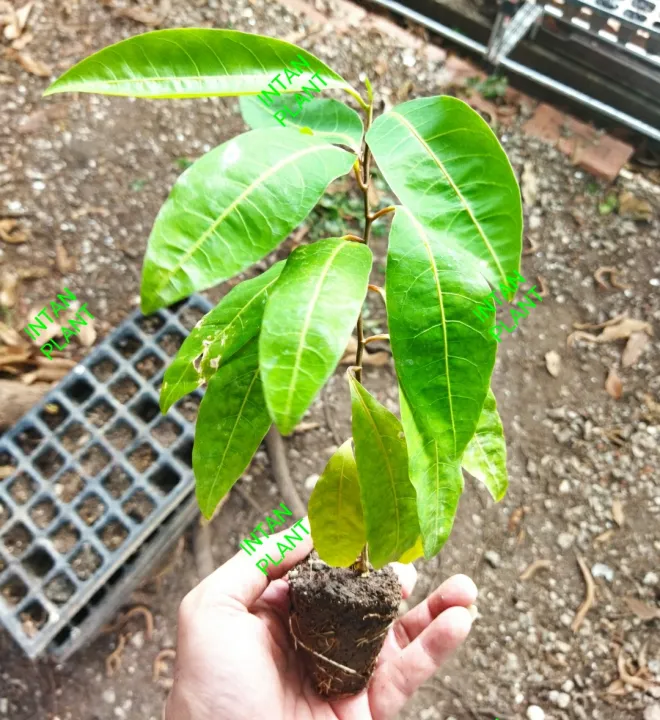 ANAK POKOK MARKISA MADU LILIKOI KUNING EMAS / GOLDEN HONEY WATER LEMON ...