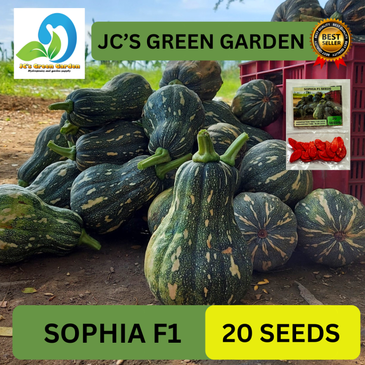 (20 SEEDS) SOPHIA F1 SEEDS/FOR PLANTING/KALABASA VARIETY | Lazada PH