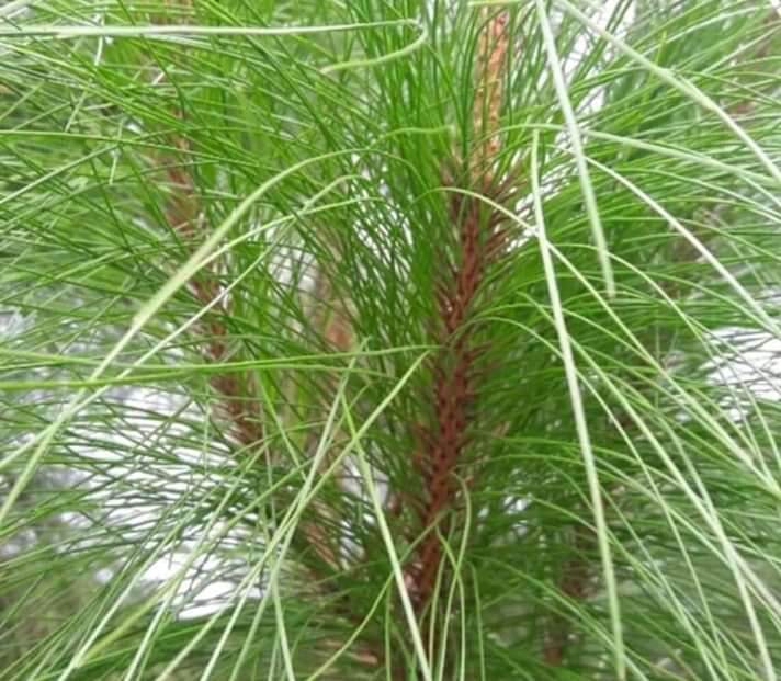 Ready daun pinus segar petik langsung 1kg | Lazada Indonesia