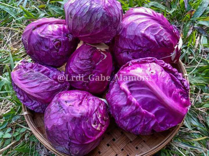 KOL MERAH/RED CABBAGE/ORGANIK | Lazada Indonesia