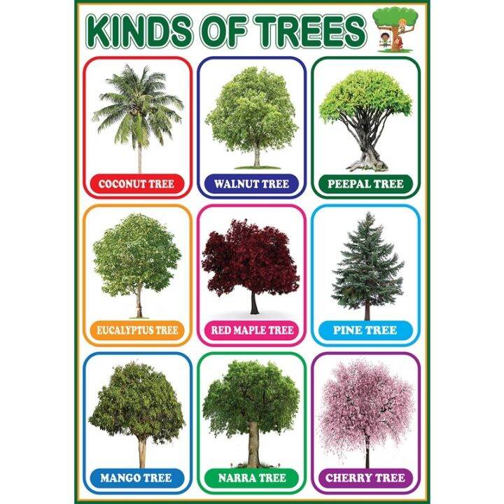【COD】 KINDS OF TREES (MGA URI NG PUNO) EDUCATIONAL CHART FOR KIDS - A4 ...