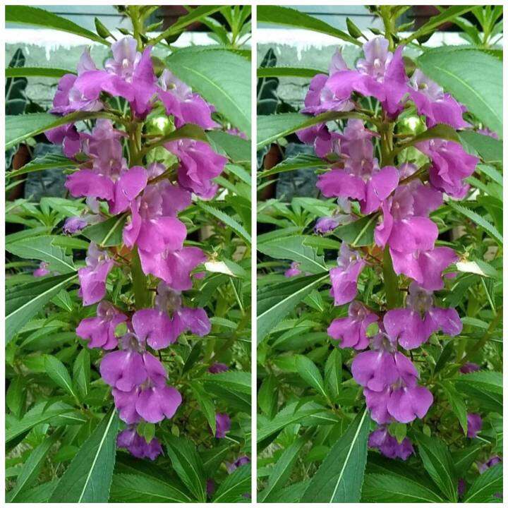 100 Seeds Binhi Balsam Kamantigi MIxed Color Flower Garden Easy To Grow ...