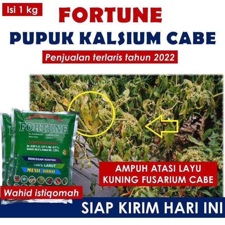 PALING LARIS 1 Kg FORTUNE obat layu pusarium pada cabe terbaik - obat ...