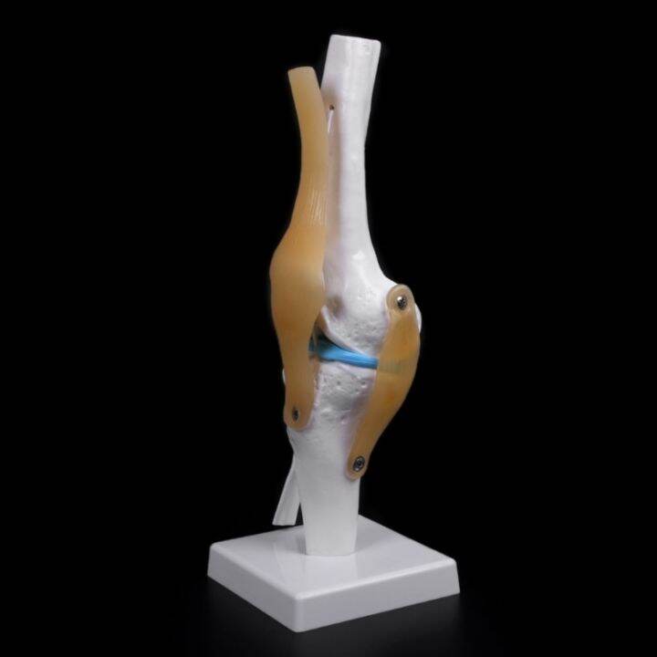Props Model Human Anatomical Knee Joint Flexible Skeleton Model ...