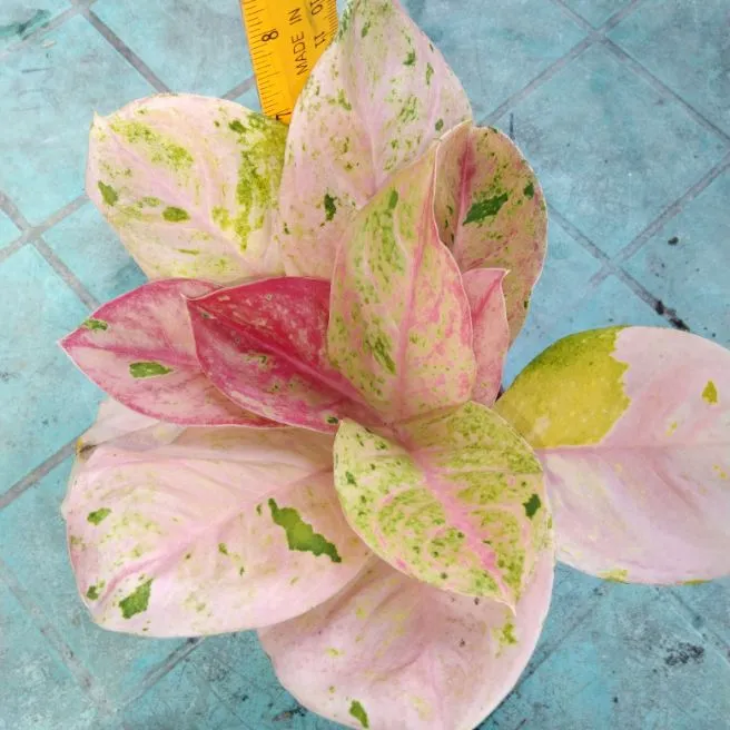 Emerald Pink Aglao | Lazada PH