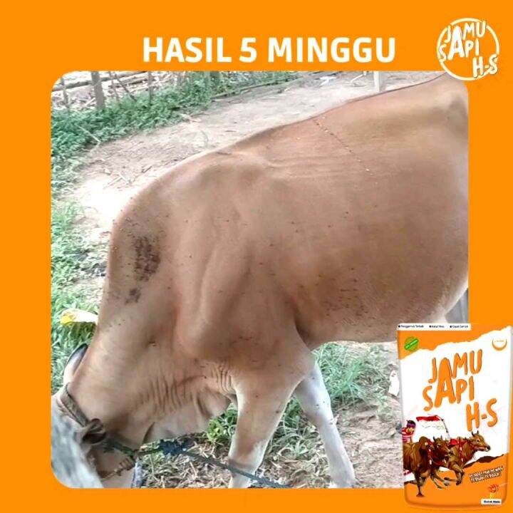 JAMU SAPI HS PENGGEMUK SUPLEMEN VITAMIN KUDA SAPI KAMBING DOMBA ...