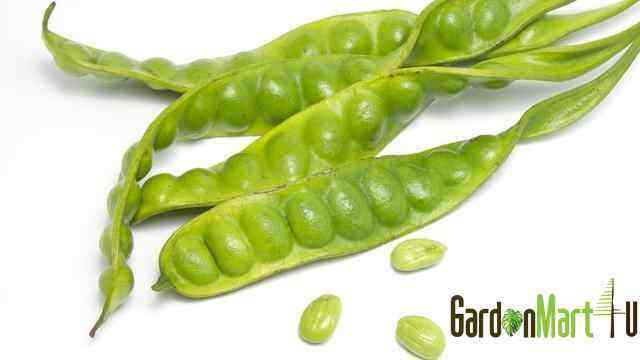 GardenMart4U Bitter Bean Stink Bean Tree Live Plant Anak Pokok Hidup ...