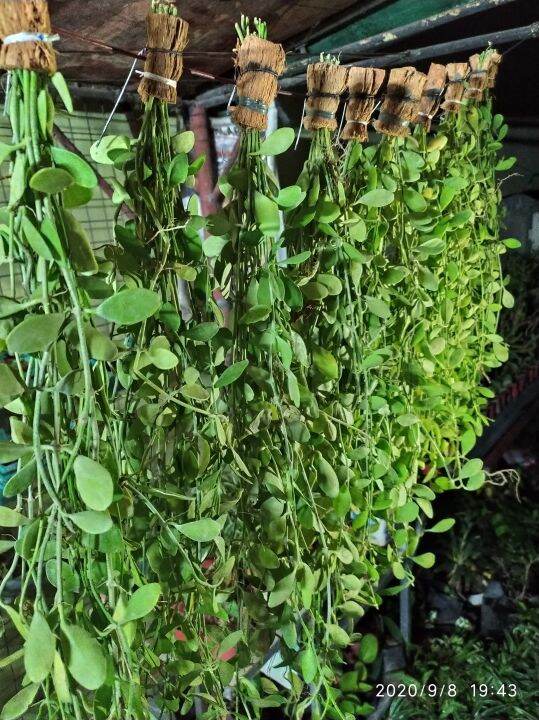 Manaog Ka Irog Vine or Hanging Coin | Lazada PH