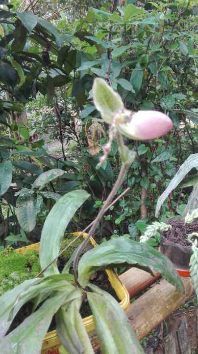 tanaman anggrek kantong semar bunga ungu | Lazada Indonesia