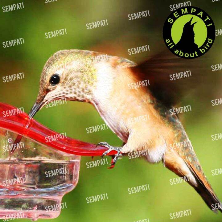 SEMPATI Madura Koong Kong Pakan Burung Perkutut Harian Racikan Madura ...