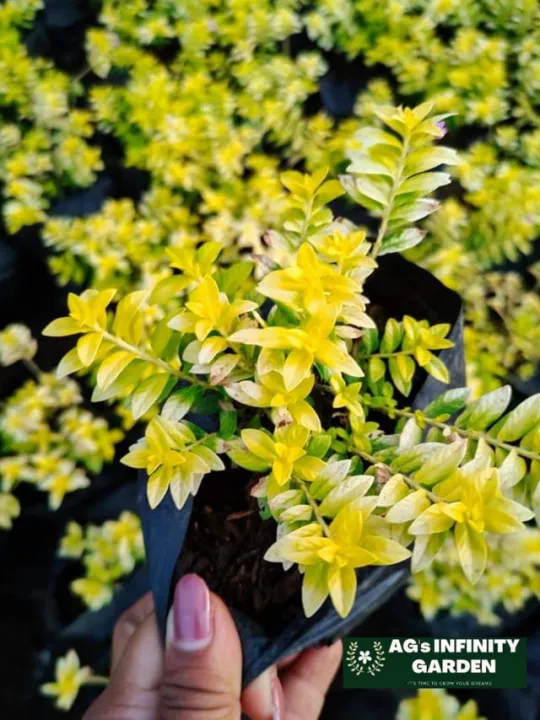 Chinese Golden Kopia with FREE plastic pot, garden soil and pebbles ...