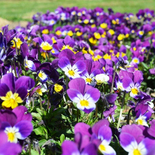Tri Color Viola Seeds - Mix Viola Seeds - Flowering Plant Seeds | Lazada PH