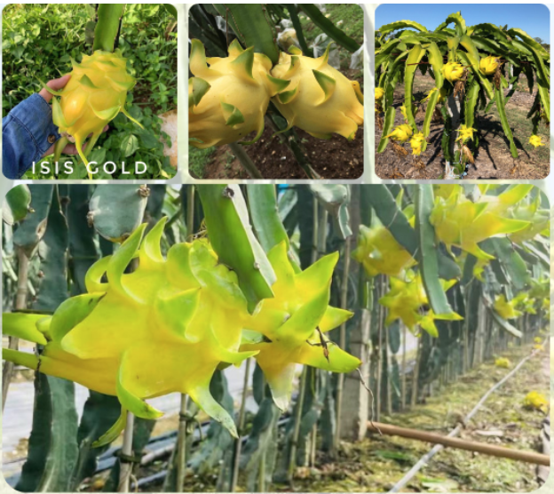 ต้นแก้วมังกร Isis Golden Australian (Golden Isis Dragon Fruit Yellow ...