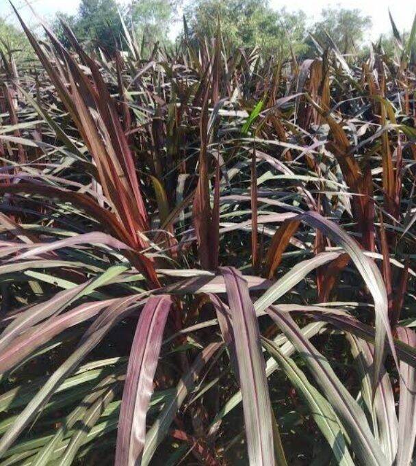 bibit rumput RED NAPIER per 10 stek | Lazada Indonesia