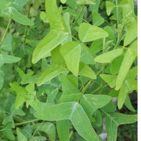 Biji Benih Pokok Rama-Rama Hijau 8 Seeds | Lazada