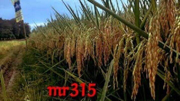 BENIH PADI MR 315 BIBIT PADI UNGGUL MR315 KEMASAN 5 KG | Lazada Indonesia