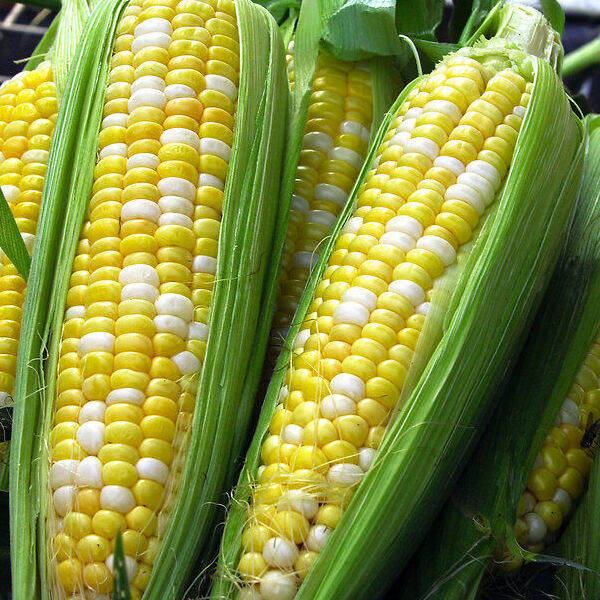 Sweet Bilicious Corn Seeds - Sweet Corn Seeds Sweet Corn Bilicious ...