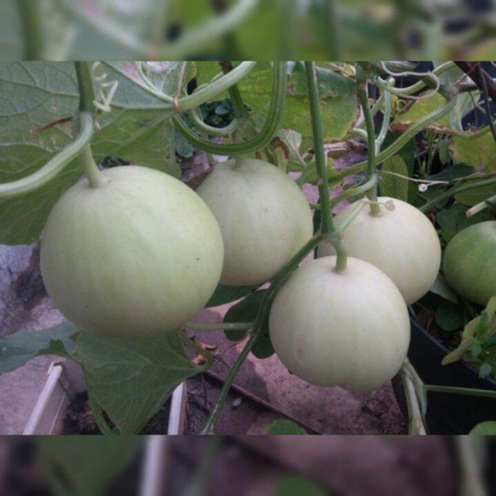 Apple melon seed pack ( 100 seeds ) | Lazada PH