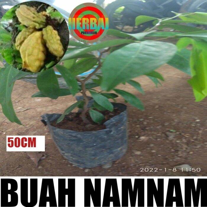 BIBIT BUAH NAMNAM 50CM // POHON NAMNAM | Lazada Indonesia