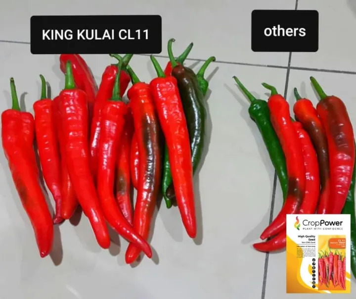 BIJI BENIH CILI KING KULAI/KULAI CHILLIES HYBRID F1 SEEDS-(10 SEEDS ...