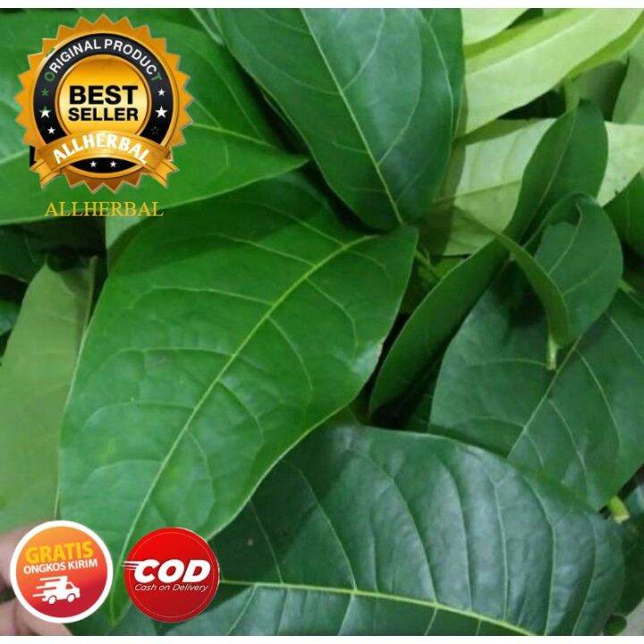 DAUN MAHONI SEGAR 1KG | Lazada Indonesia
