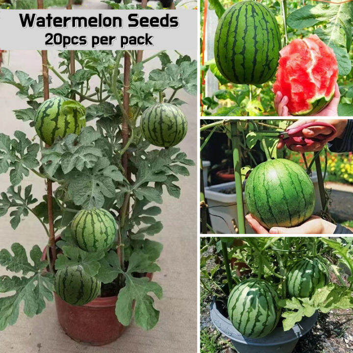 Sweet Juicy Mini Watermelon Fruit Seeds for Sale (20pcs Seeds for ...