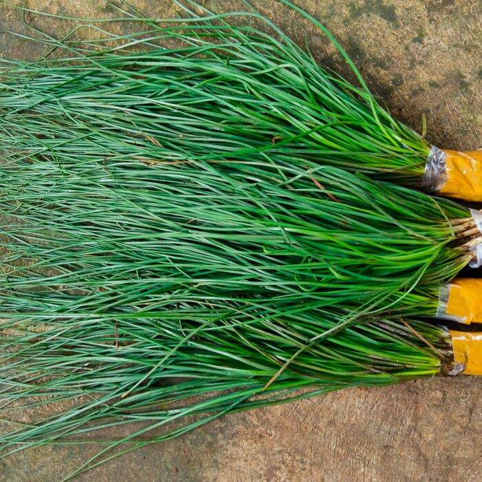 sayur daun kucai super/bibit kucai segar /kucai super panjang | Lazada ...