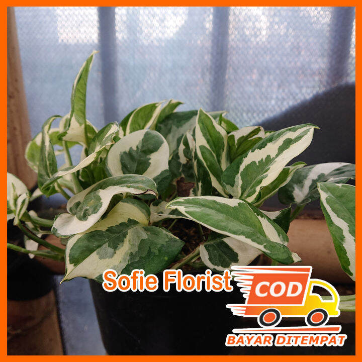 Bibit Tanaman Hias Gantung Sri Gading | Lazada Indonesia