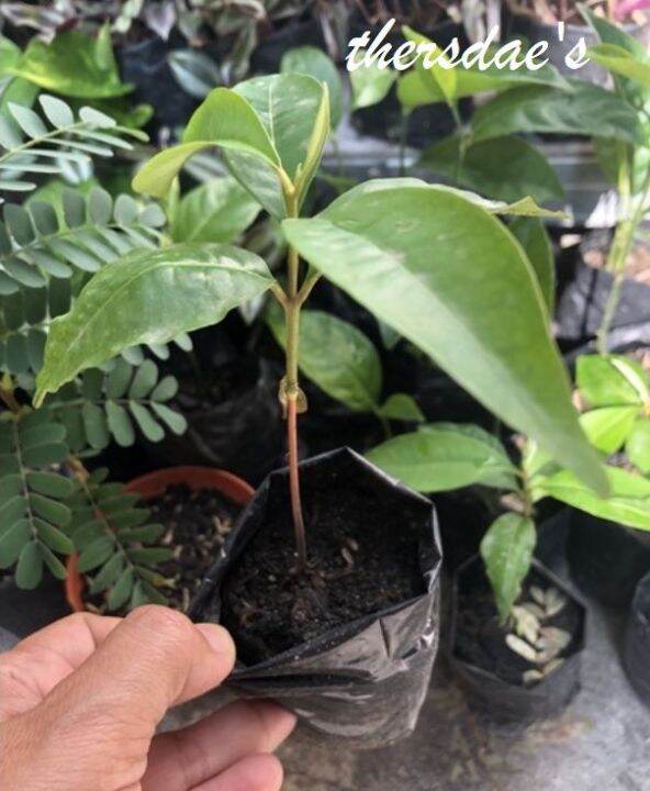 LIVE Caimito / Kaimito / Star Apple seedling | Lazada PH