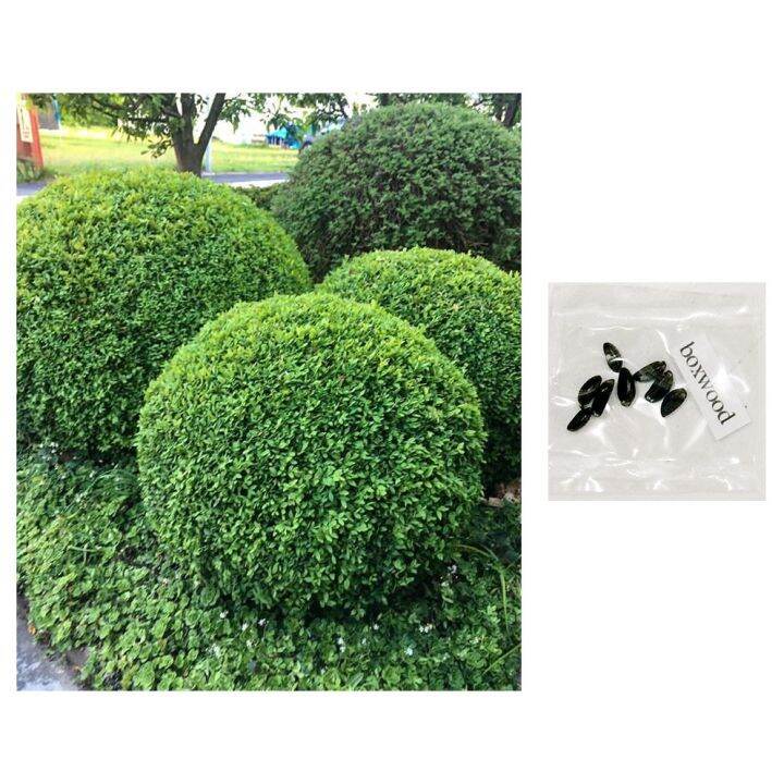 boxwood shrubs plant tree seeds | Lazada PH